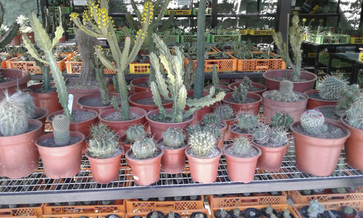 Catalogo de Cactus
