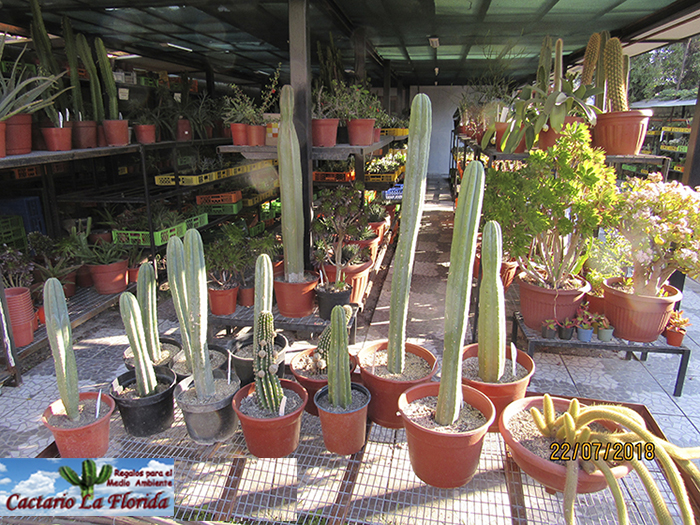 Cactus y Suculentas, maceteros de ceramica, sustratos para cactus